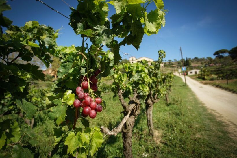 From Barcelona: Sailing and E-bike Winery Tour with Tastings - What We Loved and What to Consider