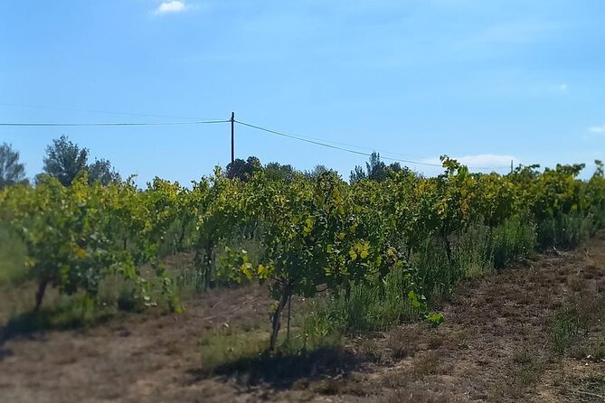 From Barcelona Wine Tasting in 2 Priorat Wineries and Food - The Sum Up: Who Will Love This Experience?