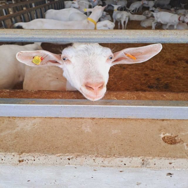From Bari: Burrata cheese experience in a local dairy farm - From Bari: Burrata Cheese Experience in a Local Dairy Farm – An In-Depth Review