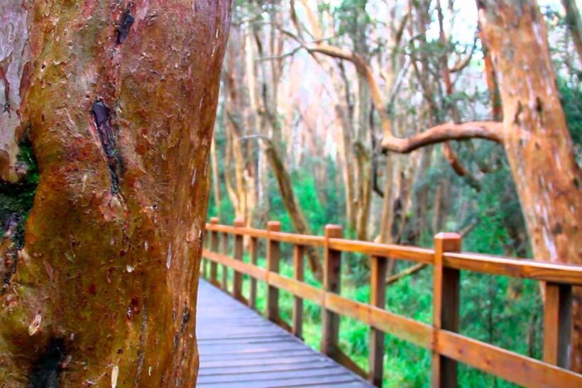 From Bariloche: Victoria Island & the Arrayanes Forest Tour - The Sum Up