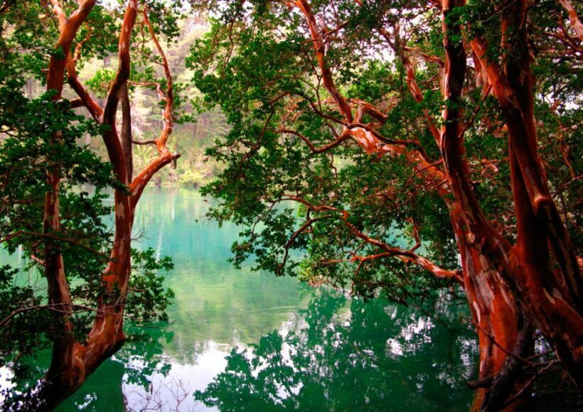 From Bariloche: Victoria Island & the Arrayanes Forest Tour - FAQ