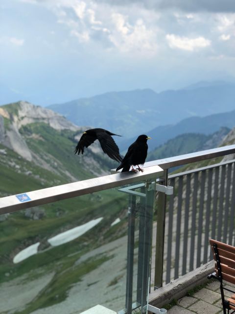 From Basel: Mt. Pilatus and Lake Lucerne Private Tour - Highlights and Experiences