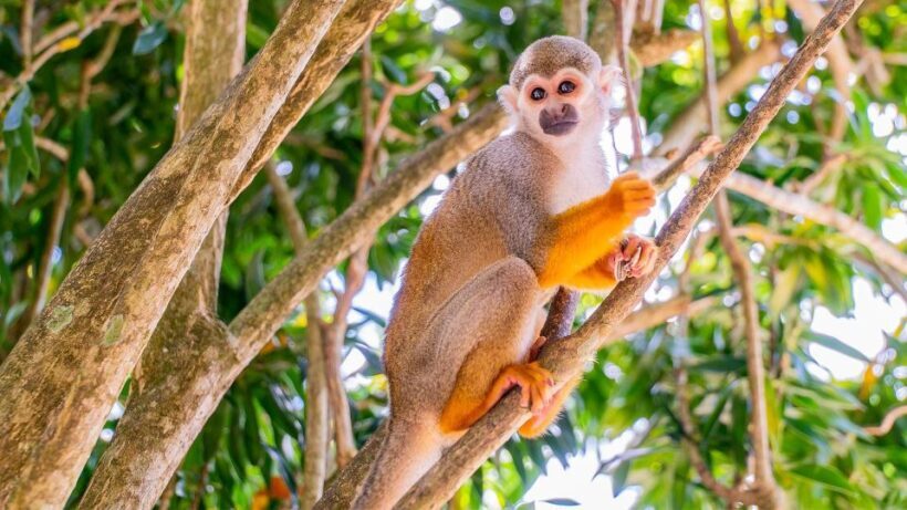 From Bayahibe: Half Day Monkeyland Safari - FAQ