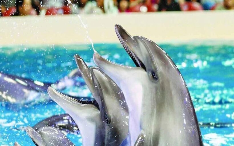 From Belek: Dolphin Show with Transfers - Discover the Dolphin Show from Belek: An Authentic Marine Encounter