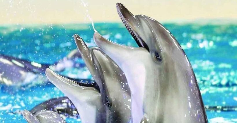 From Belek: Dolphin Show with Transfers - Key Points