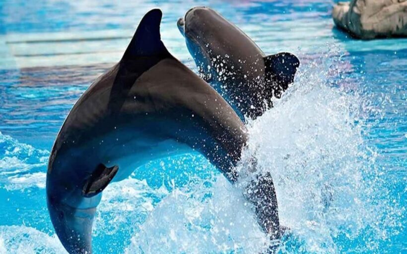 From Belek: Dolphin Show with Transfers - The Sum Up: Is the Dolphin Show Worth It?