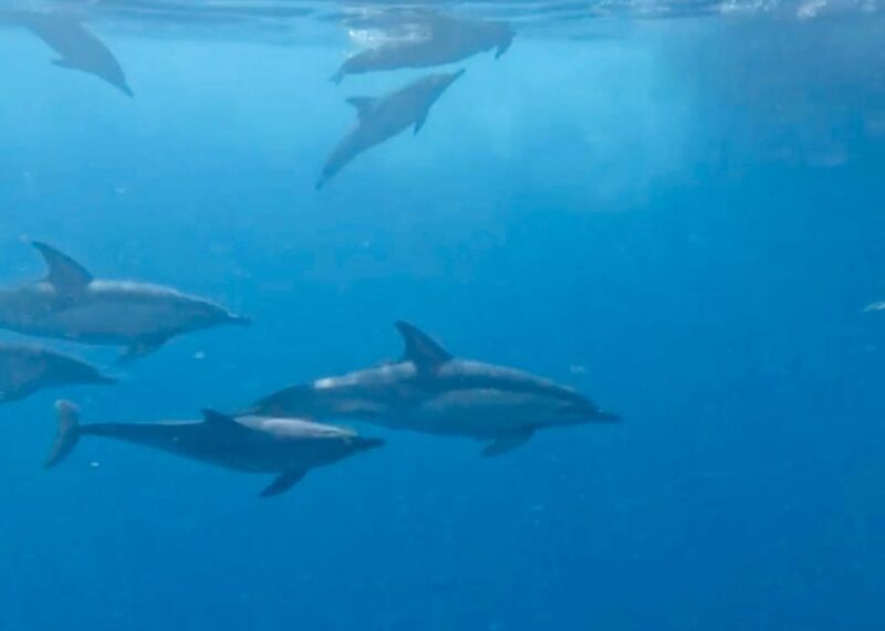 From Benalmádena & Torremolinos: Dolphin Watch Boat Trip - Authentic Perspectives from Travelers