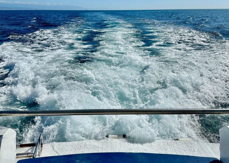 From Benalmádena & Torremolinos: Dolphin Watch Boat Trip - Practical Tips for the Trip