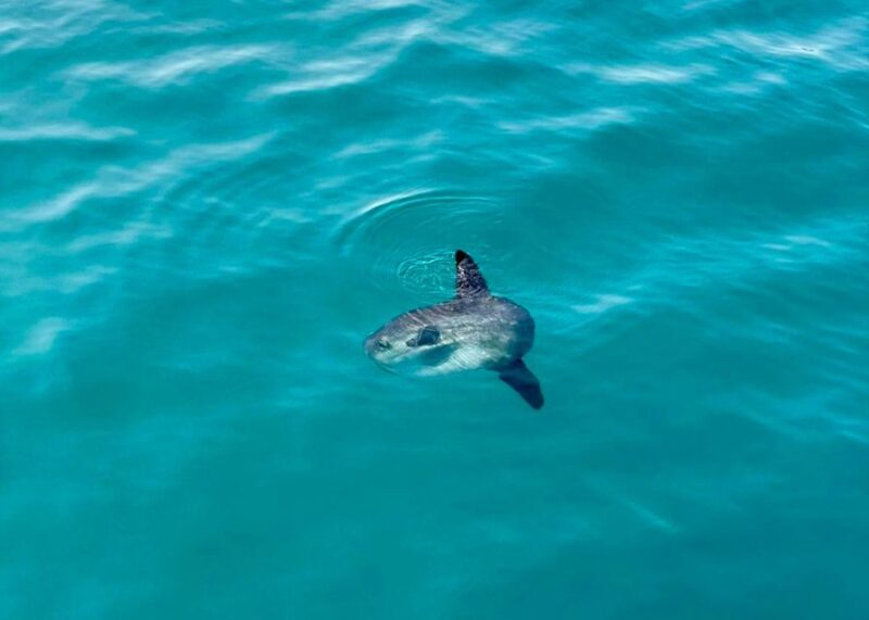 From Benalmádena & Torremolinos: Dolphin Watch Boat Trip - Who Should Consider This Tour?