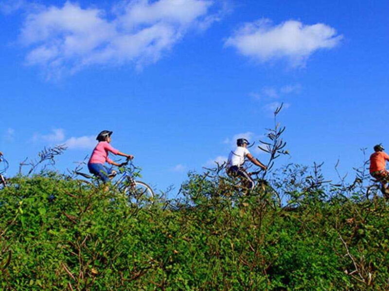 From Bentota/ Beruwala: Scenic Countryside Cycling Adventure - Key Points