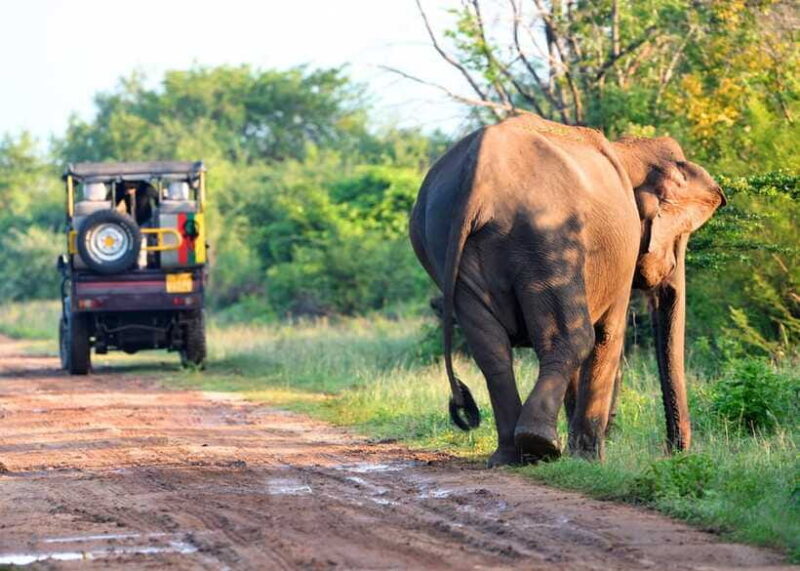 From Bentota: Elephant Transit Camp and Udawalawe Safari - FAQ