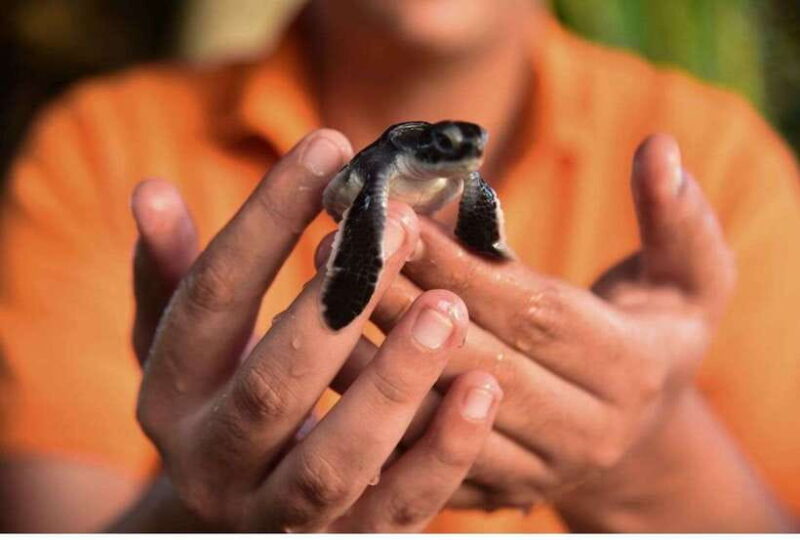 From Bentota: Exclusive Madu River Safari & Turtle Hatchery - Is This Tour Right for You?