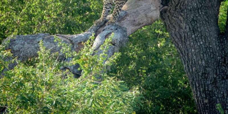 From Bentota: Full-Day Yala National Park Safari Tour - Introduction