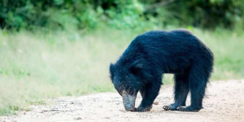 From Bentota: Full-Day Yala National Park Safari Tour - What to Expect from Your Yala Safari