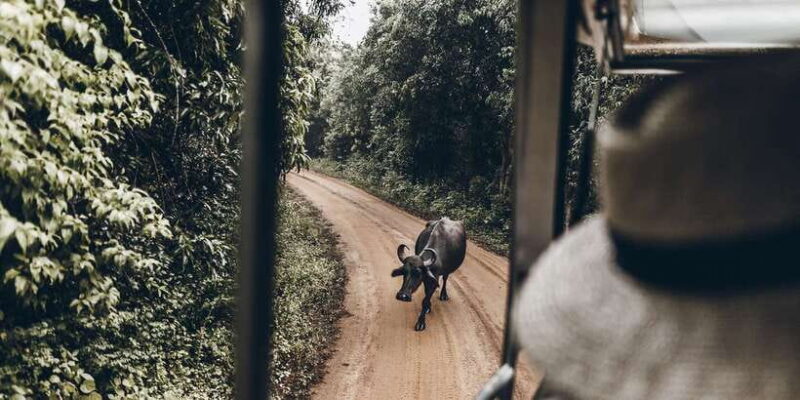 From Bentota: Full-Day Yala National Park Safari Tour - Whats Included and Whats Not