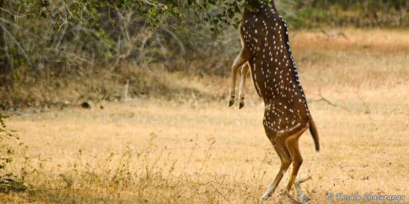 From Bentota: Full-Day Yala National Park Safari Tour - FAQ