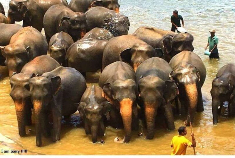 From Bentota/Kalutara: Magical Journey to Kandy & Pinnawala - What This Tour Means for You