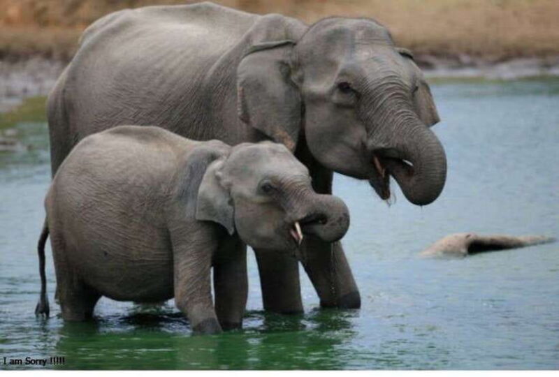 From Bentota/Kalutara: Magical Journey to Kandy & Pinnawala - Who Should Consider This Tour?