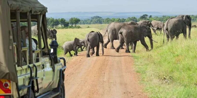 From Bentota /Kalutara : Yala National Park Safari Jeep Tour - The Vehicles and Guides