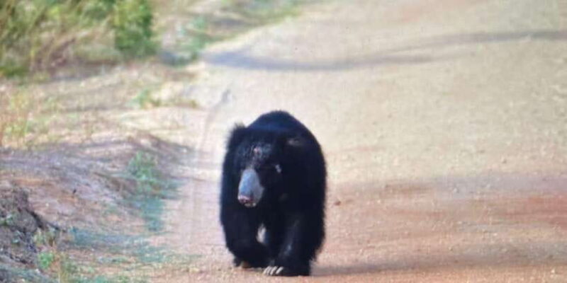 From Bentota /Kalutara : Yala National Park Safari Jeep Tour - Pricing and Value