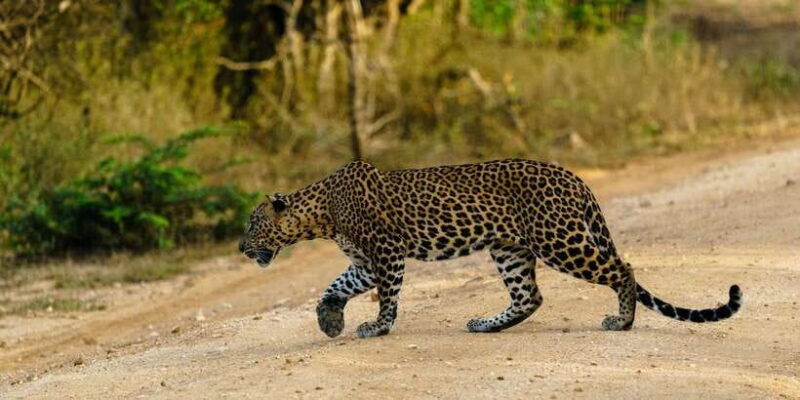 From Bentota /Kalutara : Yala National Park Safari Jeep Tour - FAQ