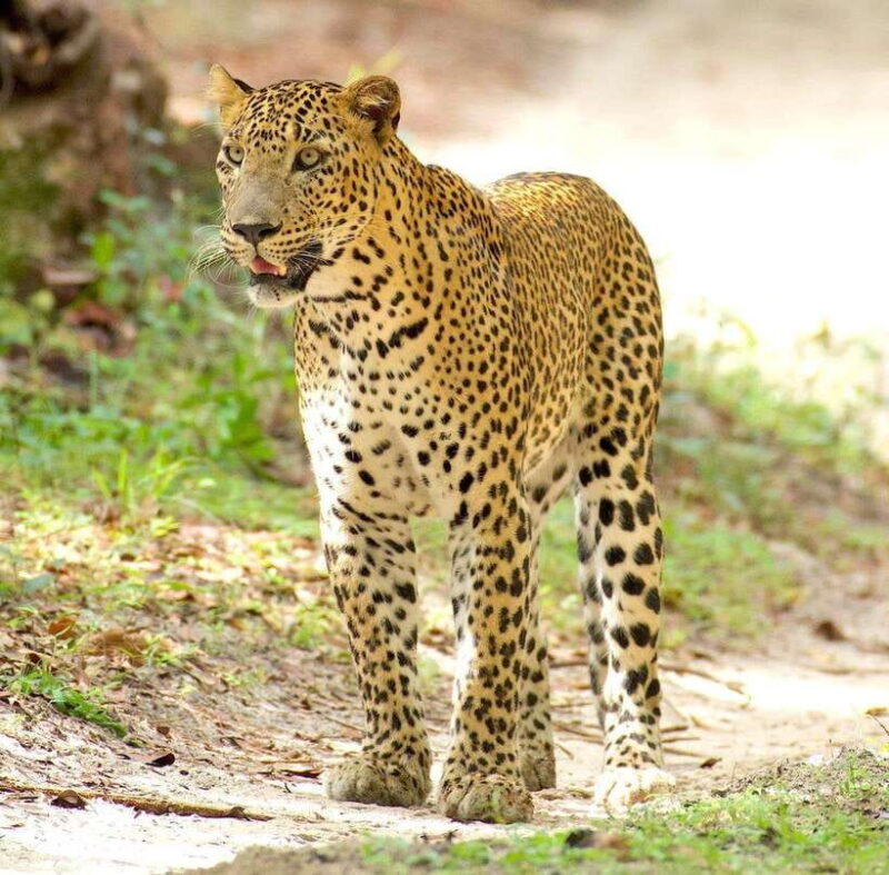 From Bentota - Yala National Park Full Day Safari Tour - Who Should Consider This Tour?