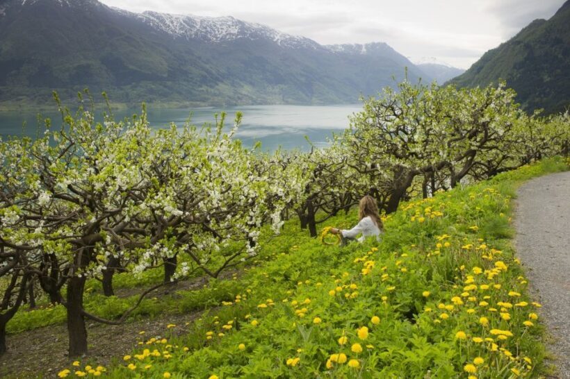 From Bergen: Private Trip to Hardangerfjord - A Deep Dive into the Hardangerfjord Private Tour