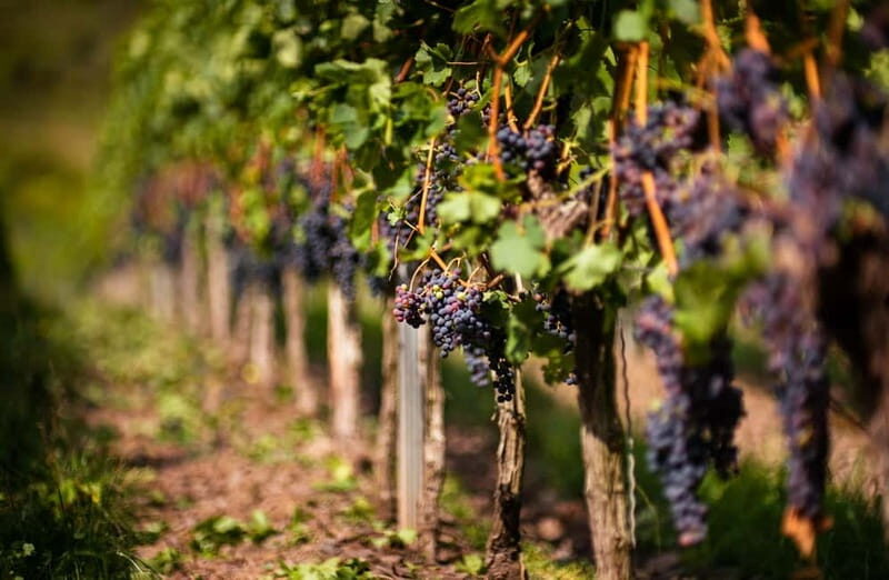 From Bilbao: La Rioja Wineries Day Trip with Wine Tastings - Key Points