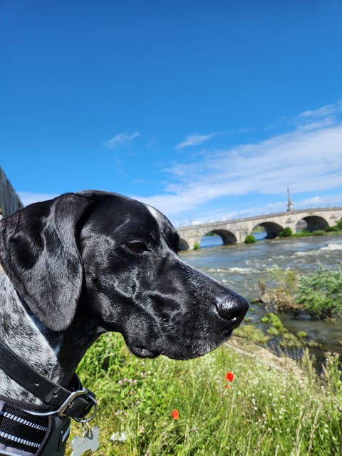 From Blois: Cycling with Canine Companions - Final Thoughts on Value and Suitability