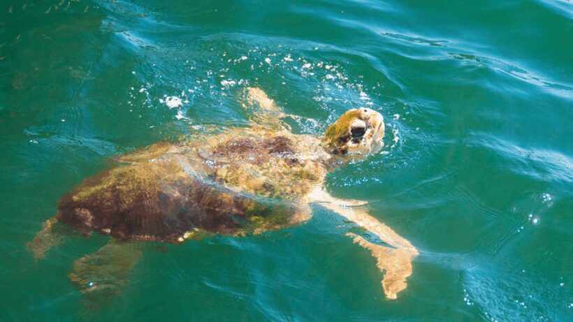 From Bodrum: Dalyan, Turtle Beach, and Mud Baths Day Trip - FAQs