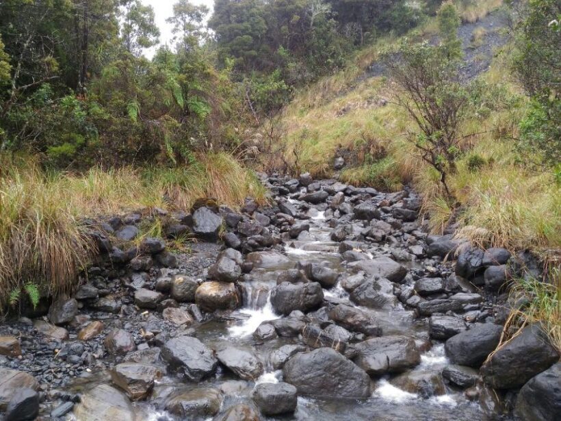 From Bogotá: Chingaza National Park Eco Tour - Exploring the Chingaza National Park Eco Tour: A Natural Adventure from Bogotá