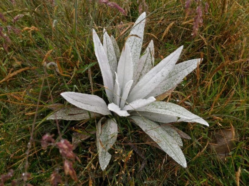 From Bogotá: Chingaza National Park Eco Tour - The Itinerary in Detail