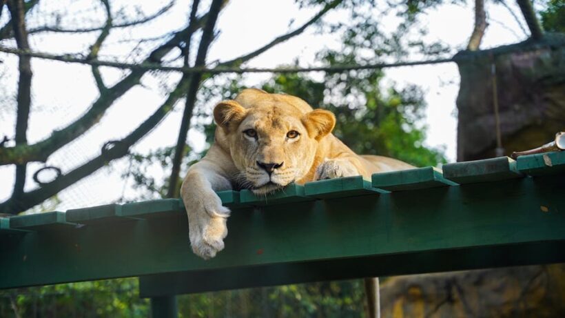 From Bogotá: Dive into Fun at Piscilago Water Park! - The Journey Starts in Bogotá