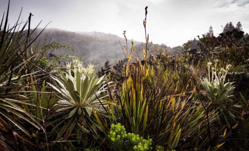 From Bogotá: Salt Cathedral and Lake Guatavita Day Tour - FAQ