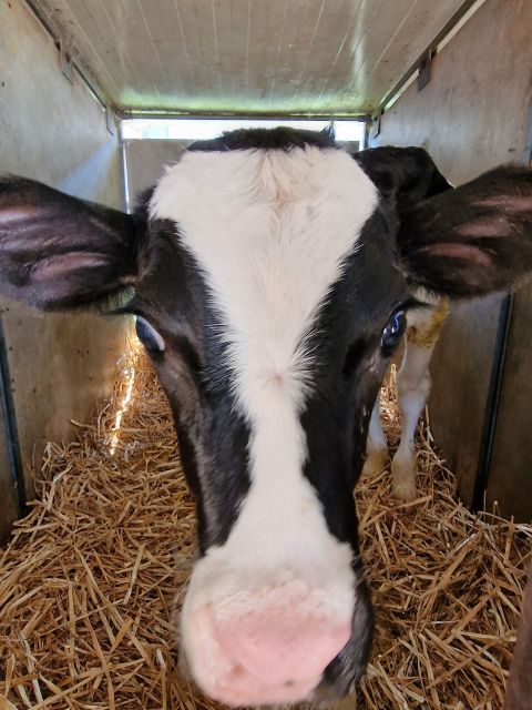 From Bologna: Parmesan, Vinegar, Lambrusco with Transfer - FAQs