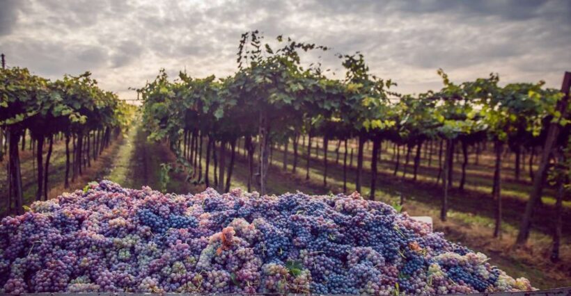 From Bologna: Wine Tasting and Vineyard Tour - Cellar Exploration and Aroma Experience