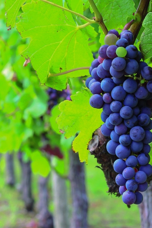 From Bordeaux: Full-Day Medoc Wine Tour - A Few Considerations