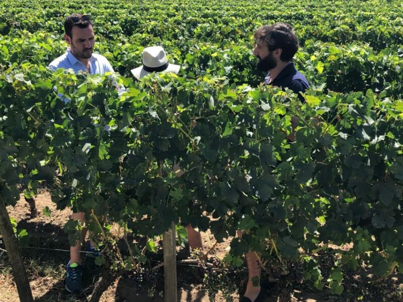 From Bordeaux: Half-Day Saint-Emilion Wine Tour - Discover the Charm of Saint-Emilion on a Half-Day Bordeaux Wine Tour