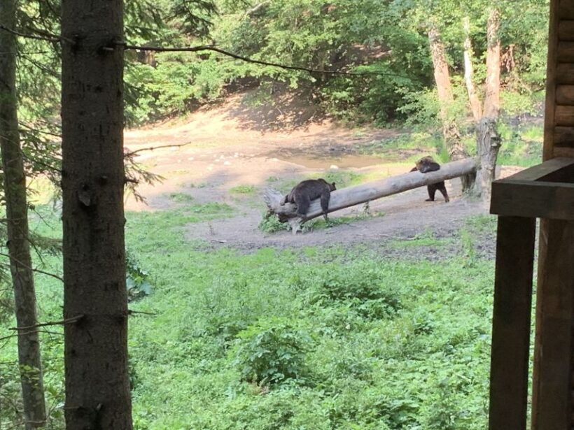 From Brasov: Bear Watching in the Wild - An In-Depth Look at the Tour Experience