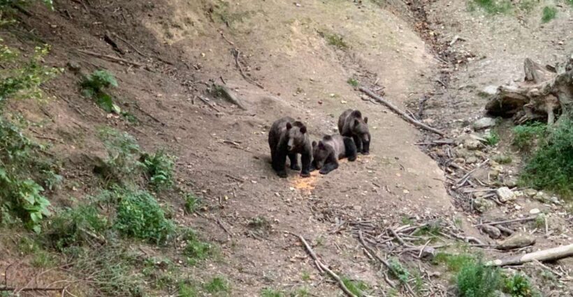 From Brasov: Bear Watching in the Wild - The Breakdown of the Itinerary