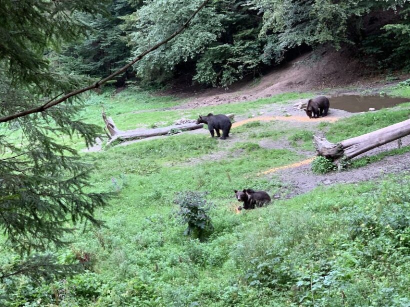 From Brasov: Bear Watching in the Wild - Final Thoughts: Is It For You?