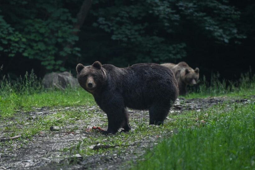 From Brasov: Brown Bear Watching in the Carpathian Mountains - Why This Tour Works Well