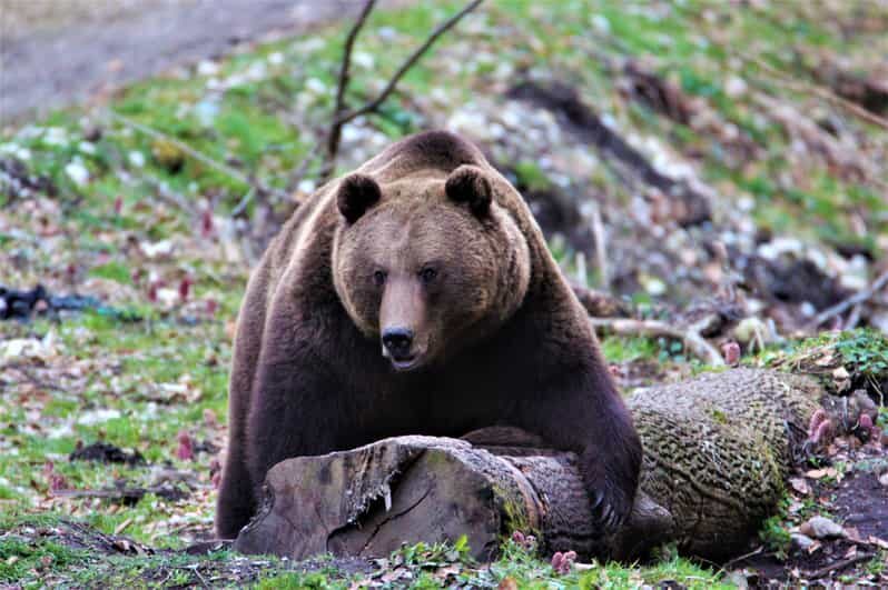 From Brasov: Brown Bear Watching in the Carpathian Mountains - The Realistic Expectations