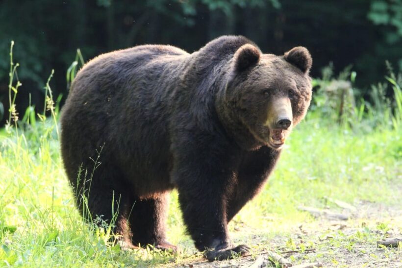 From Brasov: Brown Bear Watching in the Carpathian Mountains - The Sum Up: Who Should Consider This Tour?