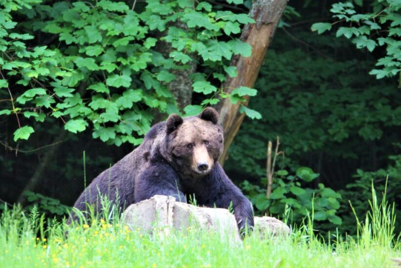 From Brasov: Brown Bear Watching in the Carpathian Mountains - FAQs