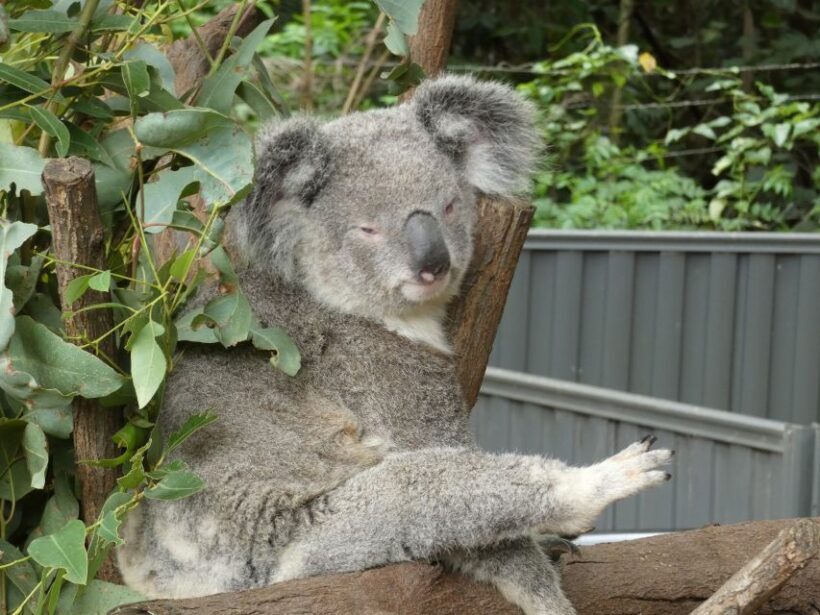 From Brisbane: Day Trip to Noosa, Glass House Mtns and Zoo - The Sum Up