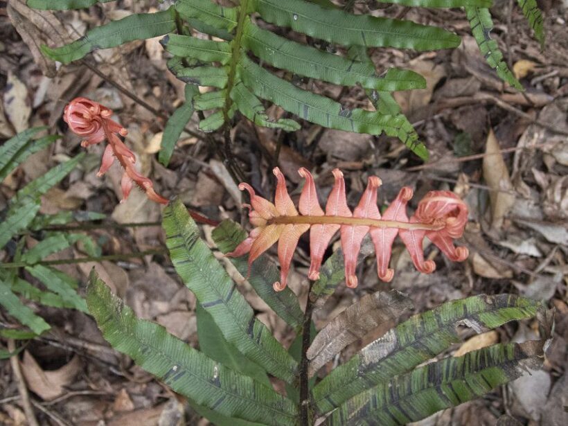From Brisbane: Maiala Rainforest Private Tour - Exploring Queensland’s Maiala Rainforest: An In-Depth Review