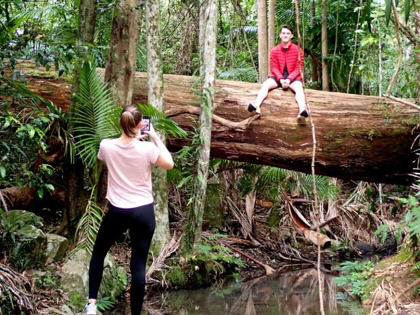 From Brisbane: Maiala Rainforest Private Tour - The Maiala Walking Track and Its Natural Wonders