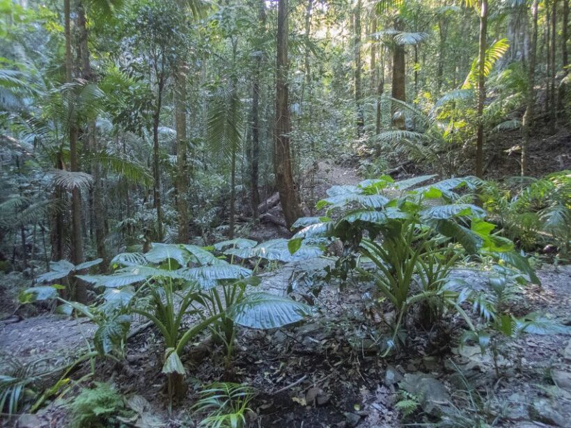 From Brisbane: Maiala Rainforest Private Tour - Wildlife Encounters: Pademelons and More