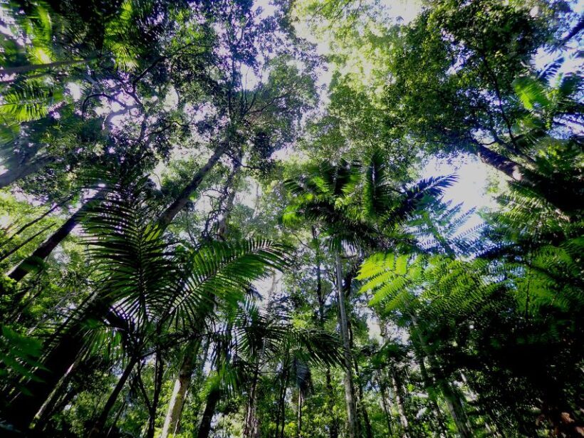 From Brisbane: Maiala Rainforest Private Tour - Learning from an Expert Guide